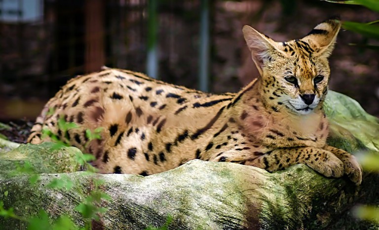 21 Things To Know Before Caring For An African Serval Cat – Tele-Talk