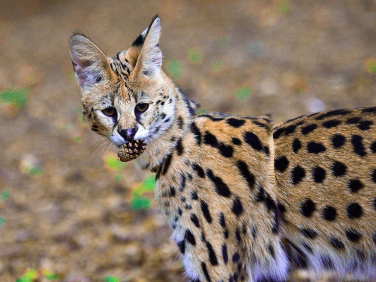 21 Things To Know Before Caring For An African Serval Cat – Tele-Talk