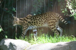 21 Things To Know Before Caring For An African Serval Cat – Tele-Talk