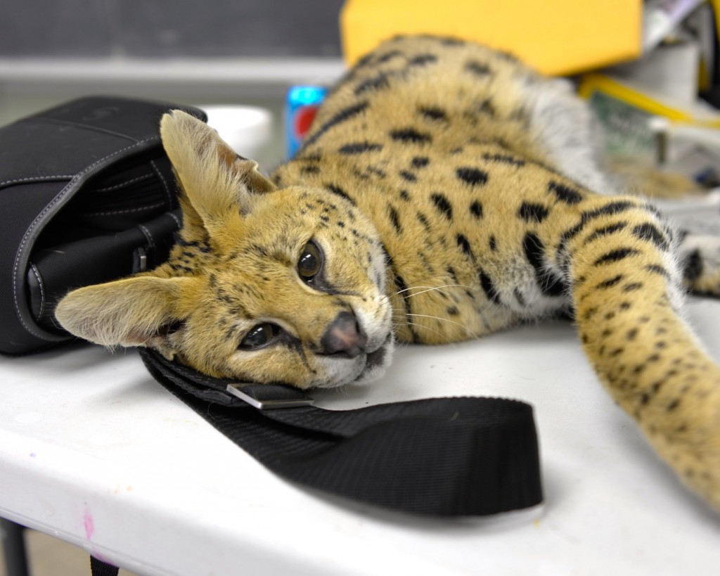 21 Things To Know Before Caring For An African Serval Cat – Tele-Talk