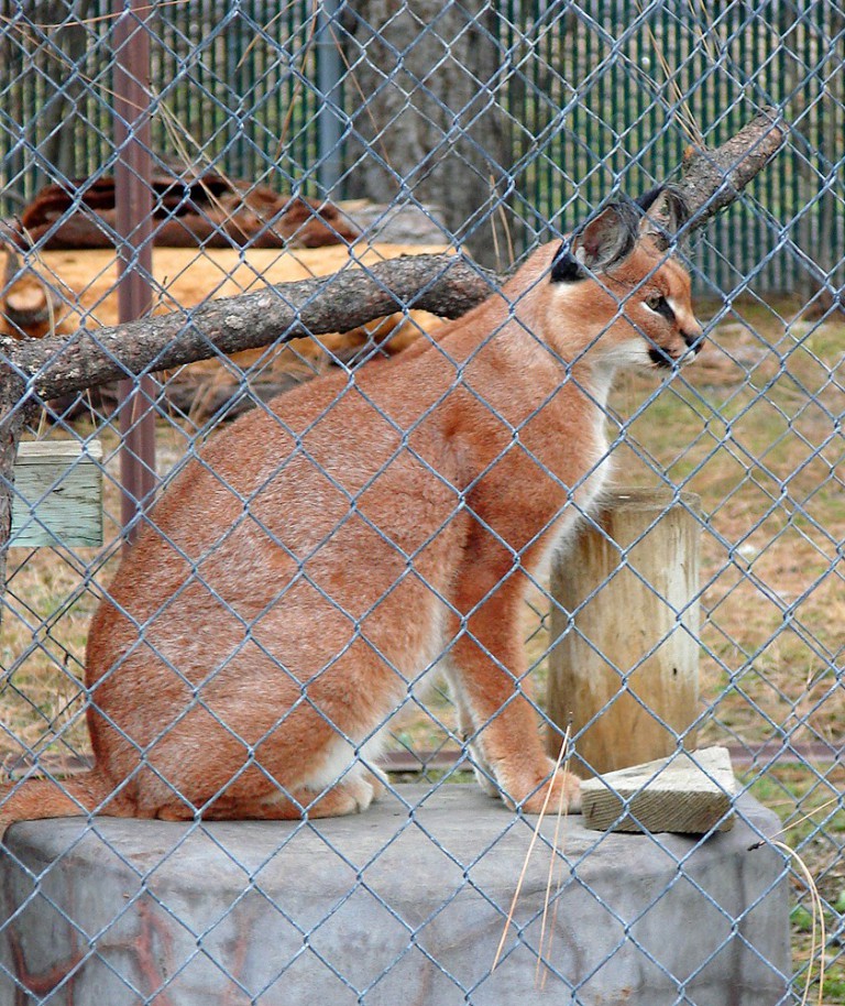 21 Things To Know Before Caring For An African Serval Cat – Tele-Talk
